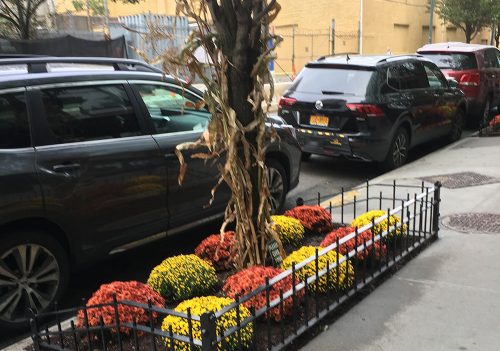 Green Roofs Vertical Gardens NYC Street Trees Rooftop Gardens